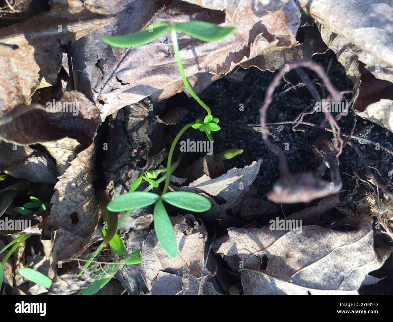 False mermaid hi-res stock photography and images - Alamy