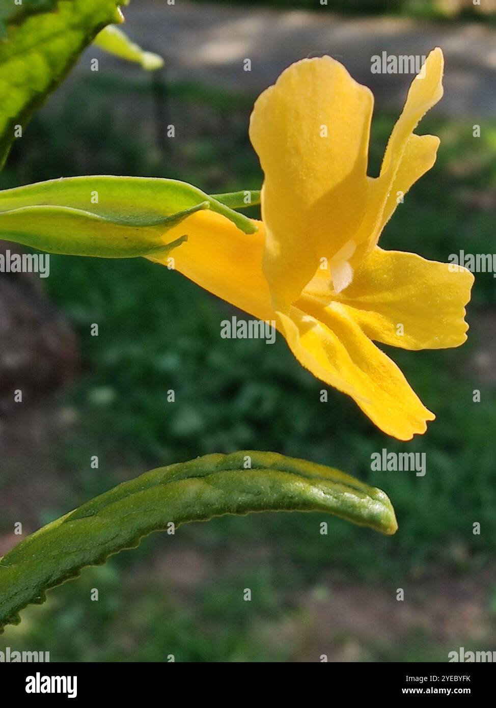 orange bush monkeyflower (Diplacus aurantiacus Stock Photo - Alamy