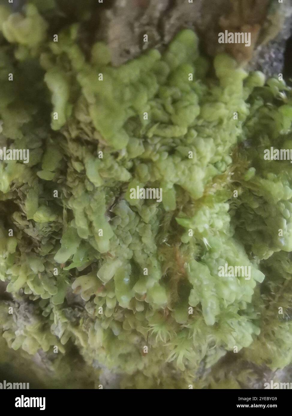 Flat-leaved Scalewort (Radula complanata Stock Photo - Alamy