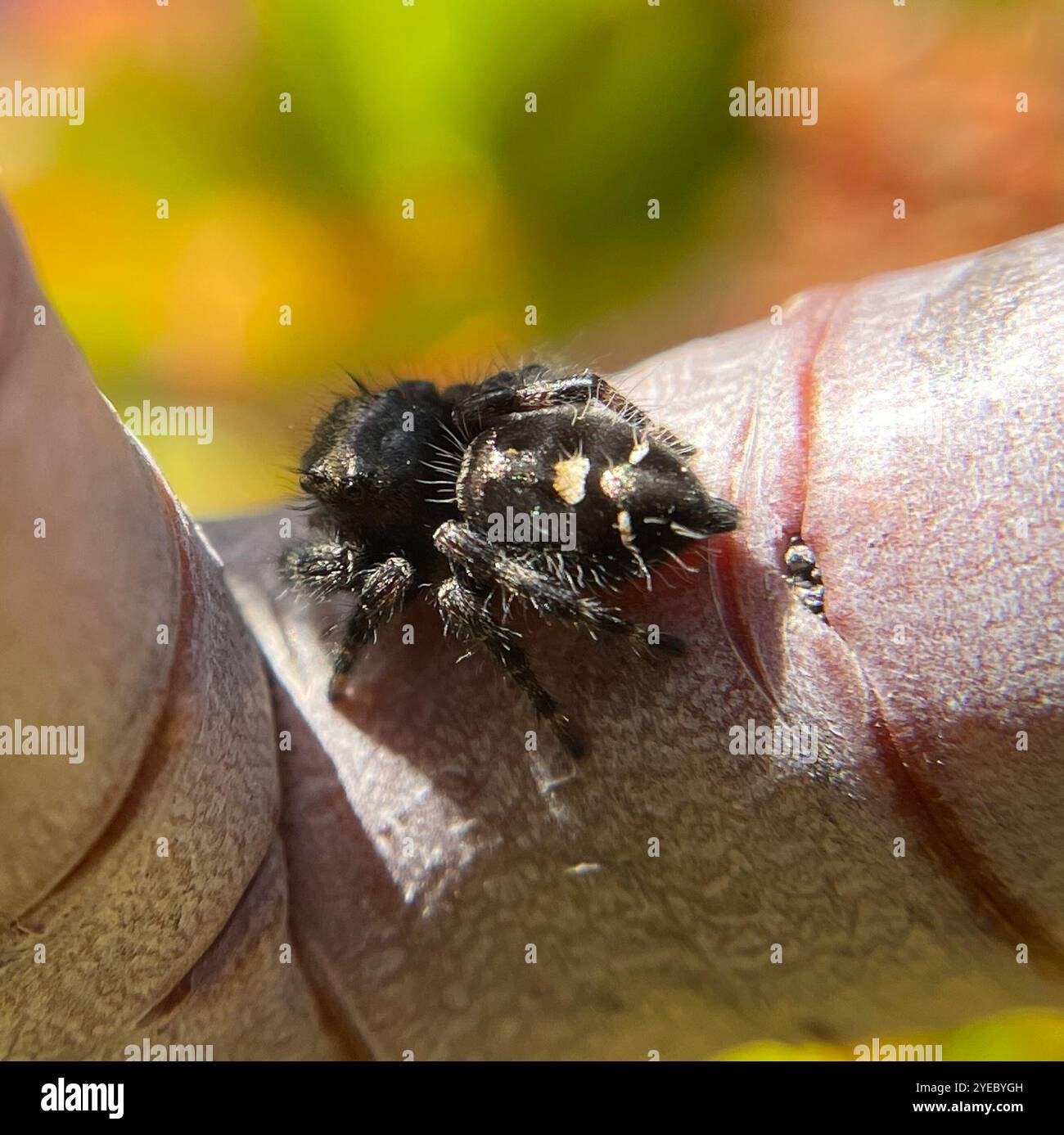 Bold Jumping Spider (Phidippus audax Stock Photo - Alamy