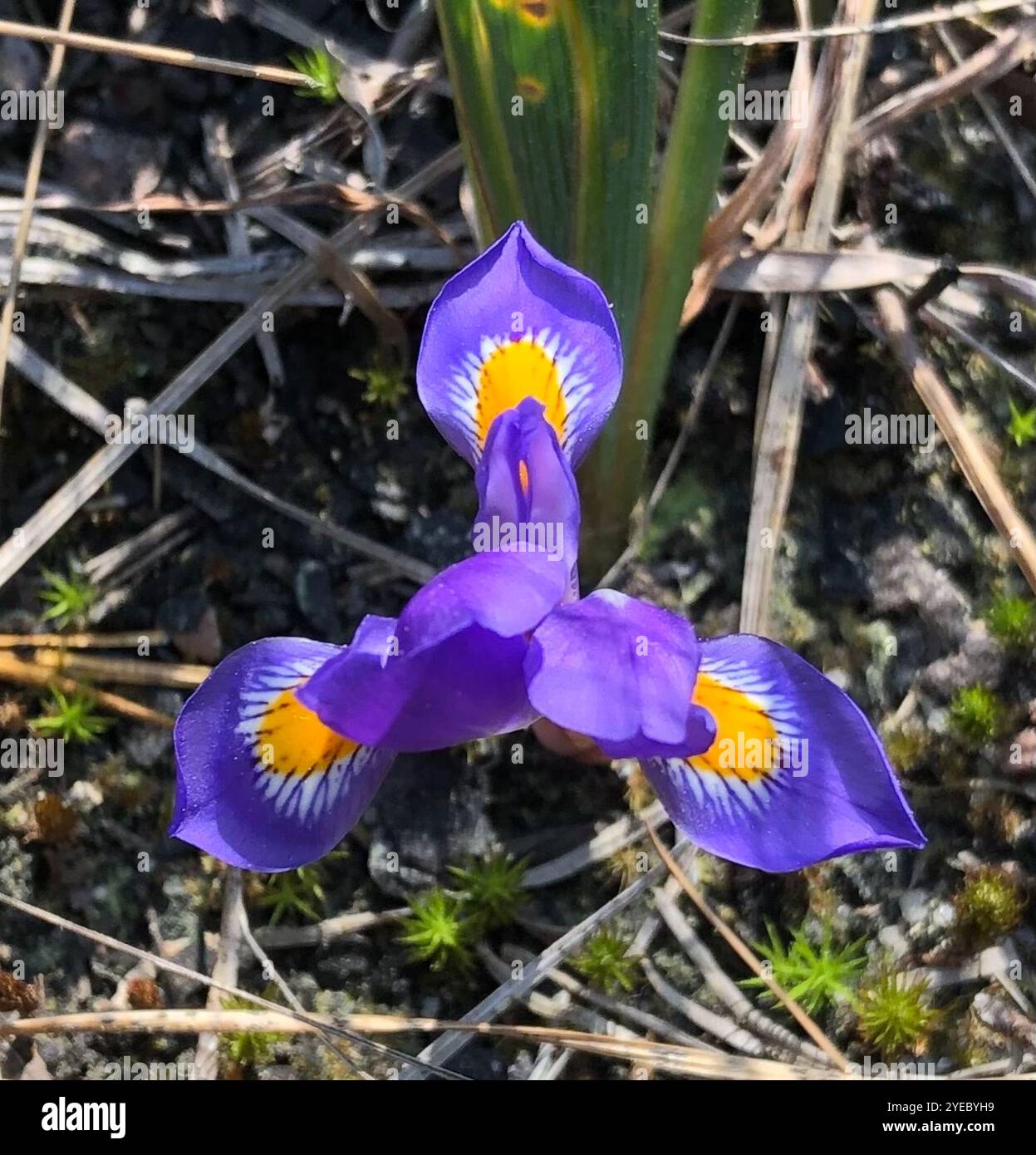 Iris verna hi-res stock photography and images - Alamy