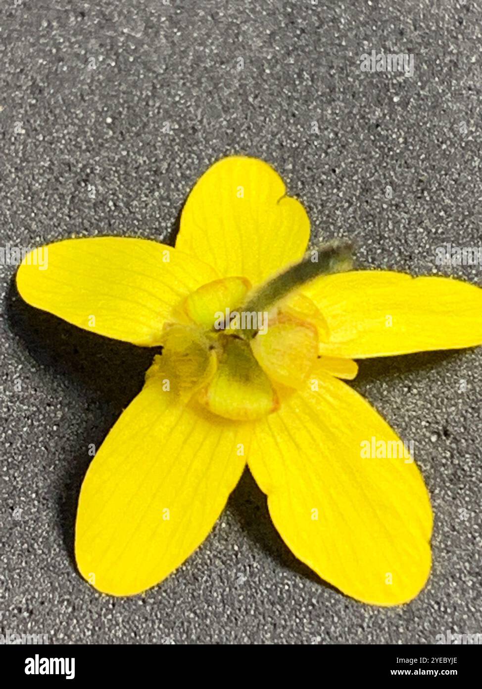 Western Buttercup (Ranunculus occidentalis Stock Photo - Alamy