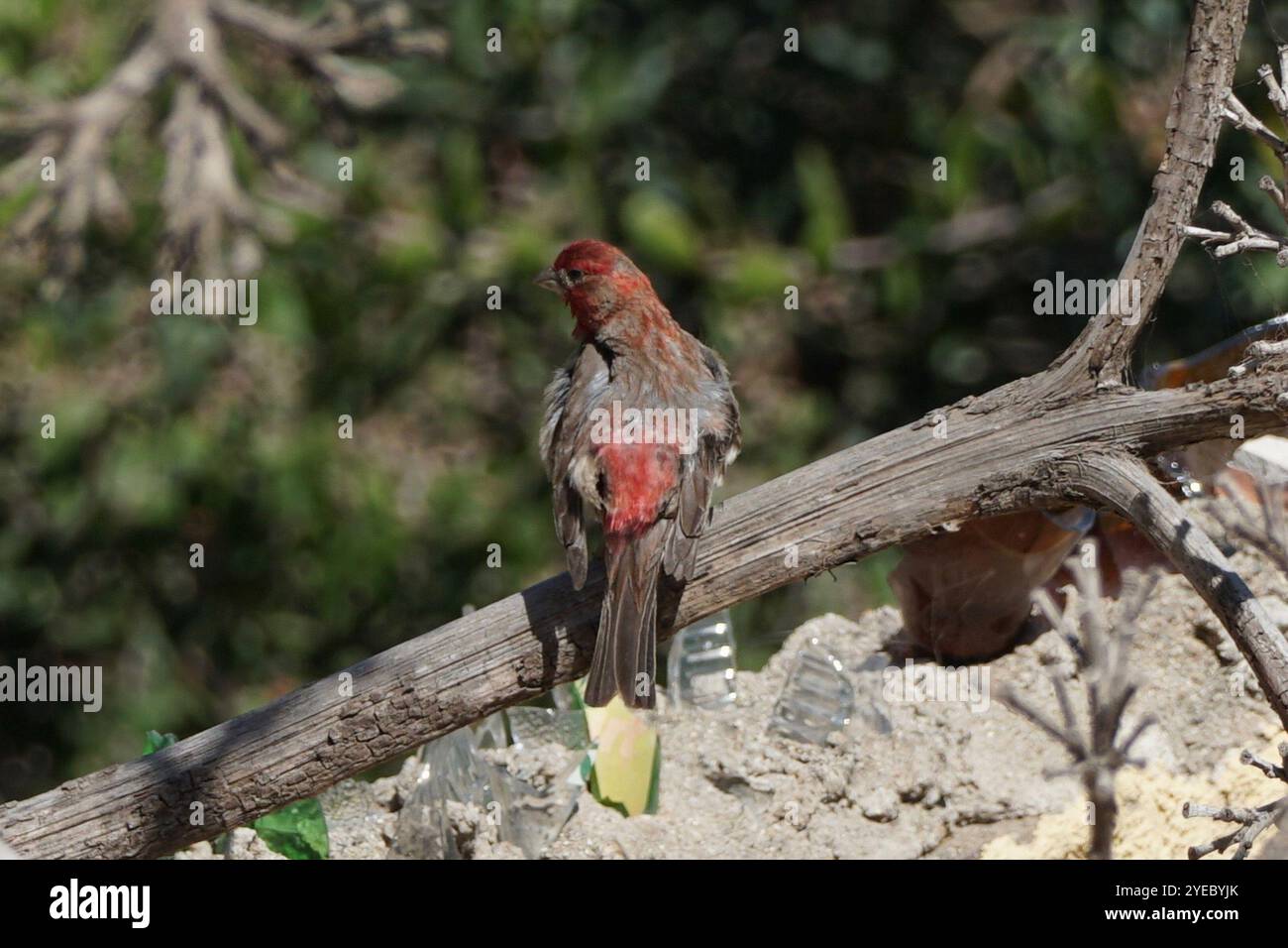 House Finch (Haemorhous mexicanus Stock Photo - Alamy