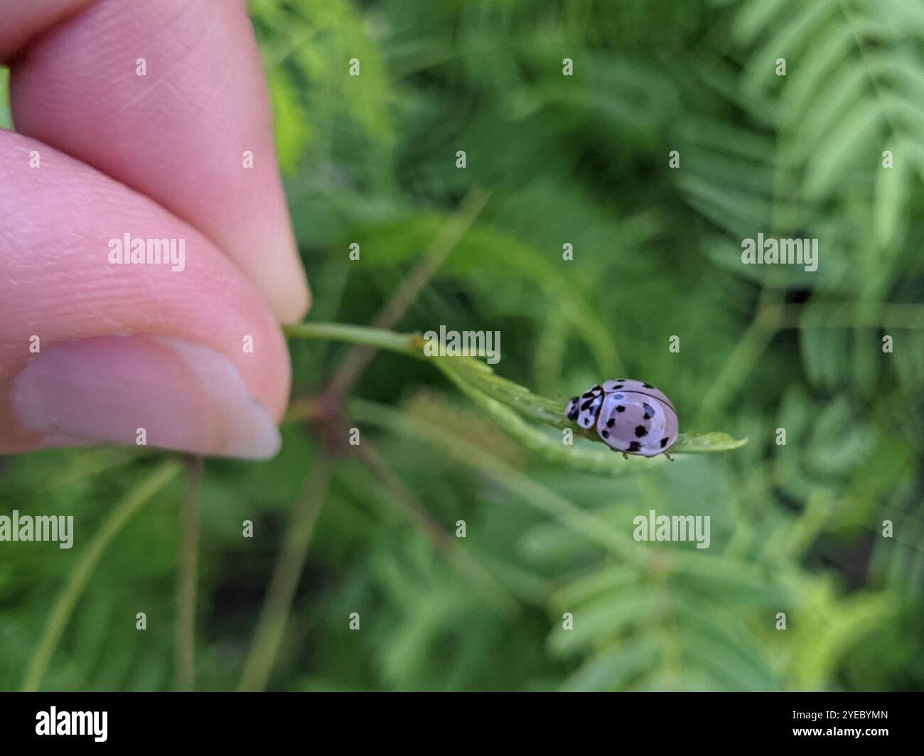 Ashy gray lady beetle hi-res stock photography and images - Alamy