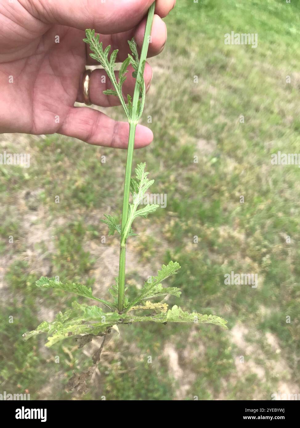Texas vervain hi-res stock photography and images - Alamy