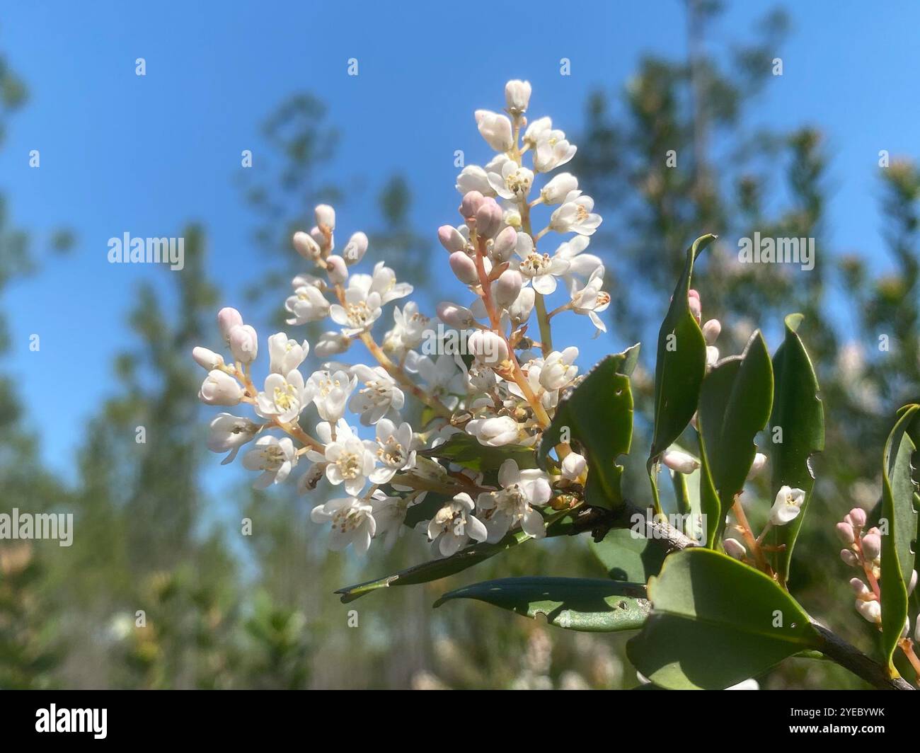 Buckwheat tree (Cliftonia monophylla Stock Photo - Alamy