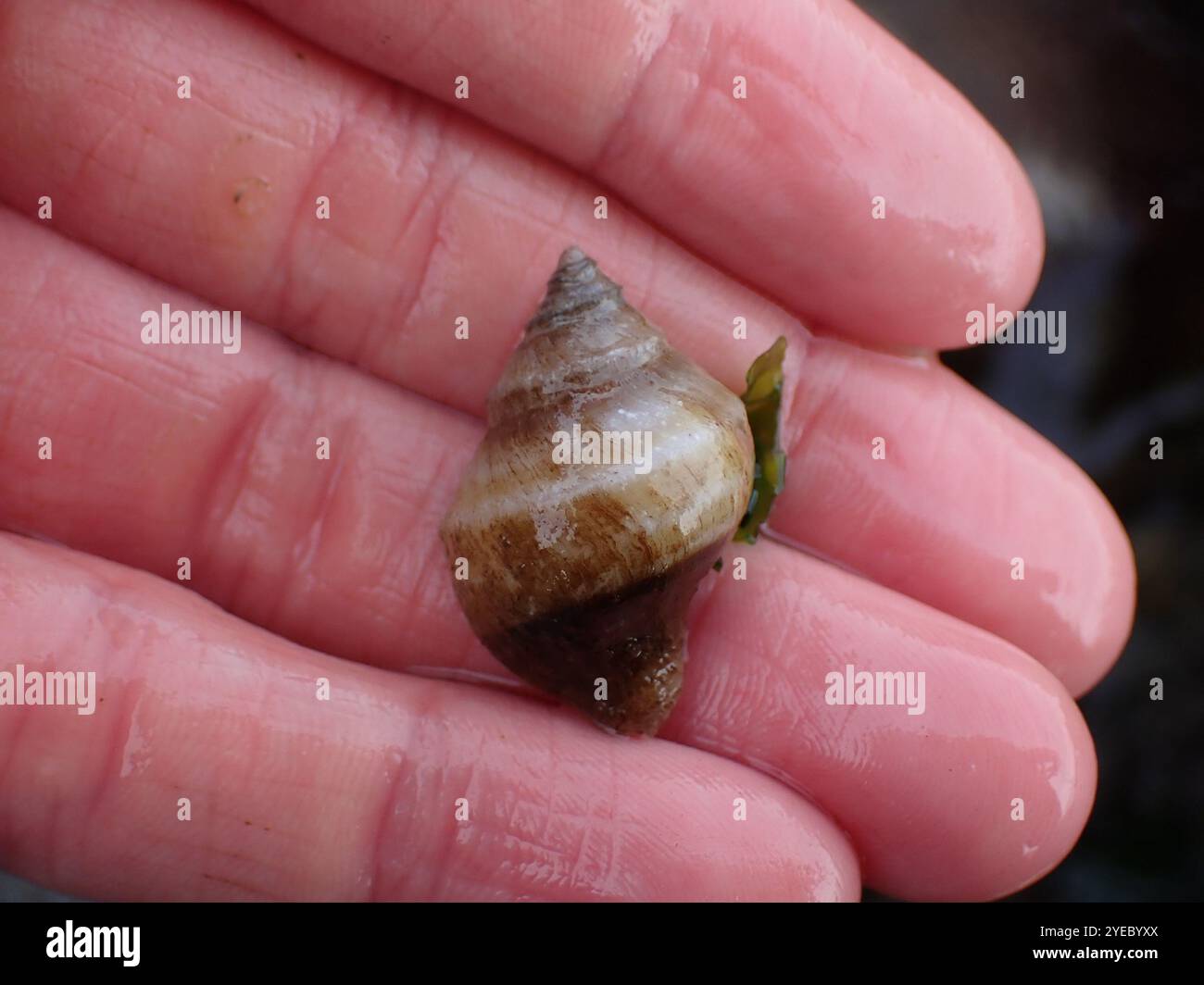 Frilled Dogwinkle (Nucella lamellosa Stock Photo - Alamy