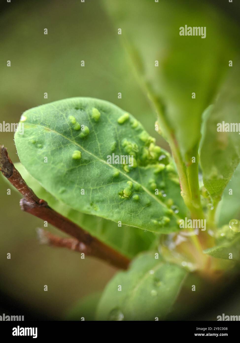 Gall and Rust Mites (Eriophyidae Stock Photo - Alamy