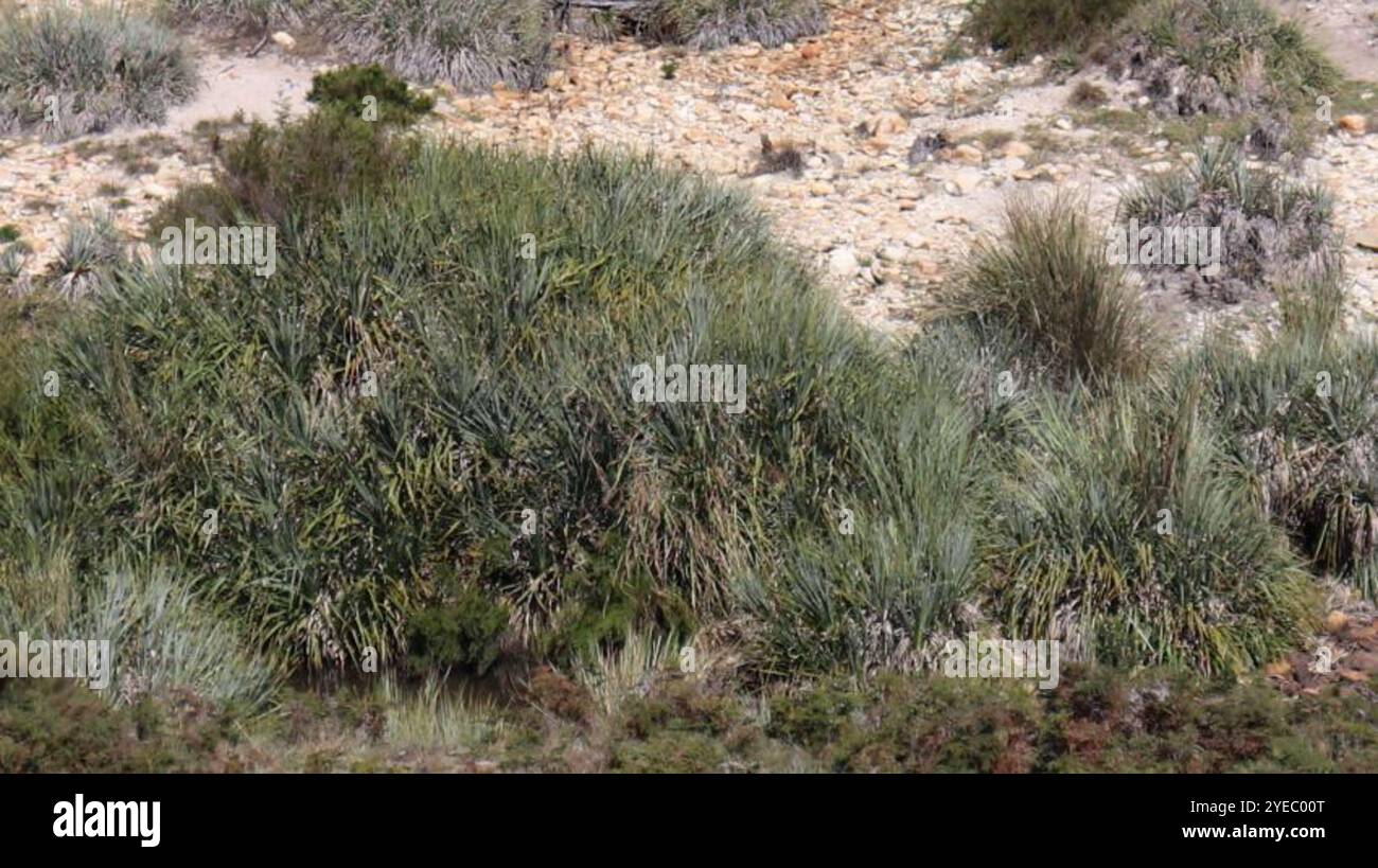 Palmiet hi-res stock photography and images - Alamy
