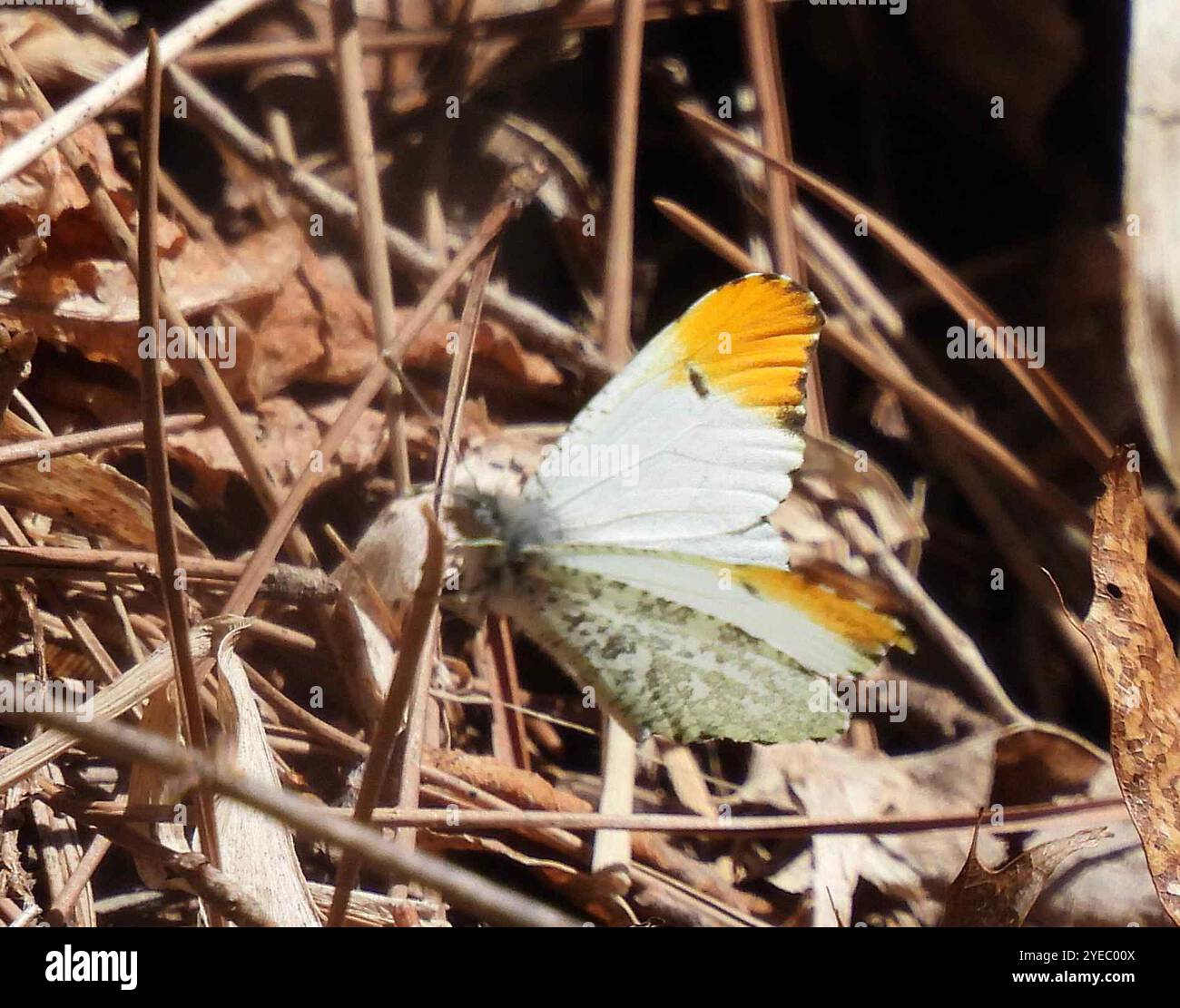 Falcate Orangetip (Anthocharis midea Stock Photo - Alamy
