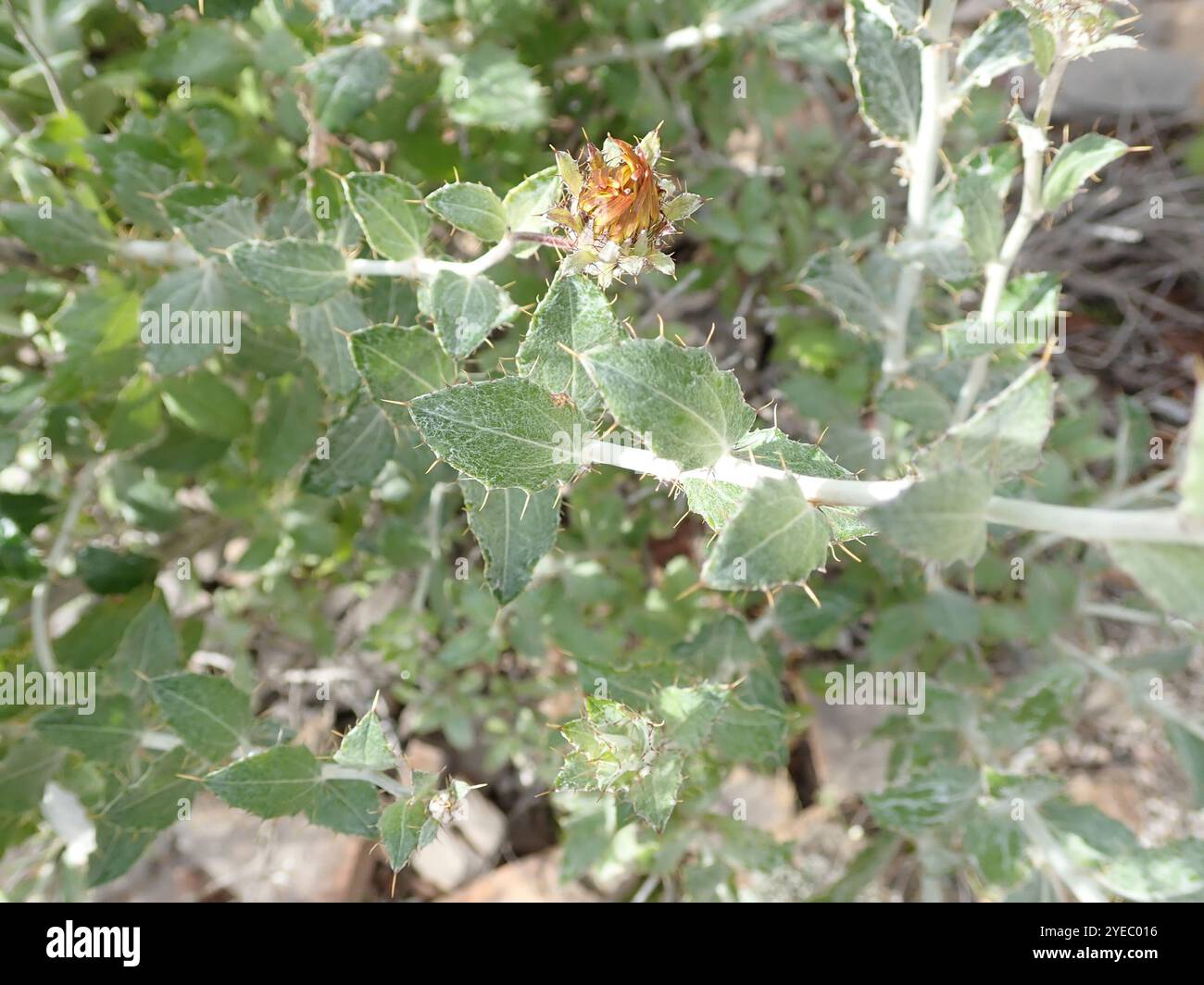 Grey African Thistle (Berkheya fruticosa Stock Photo - Alamy
