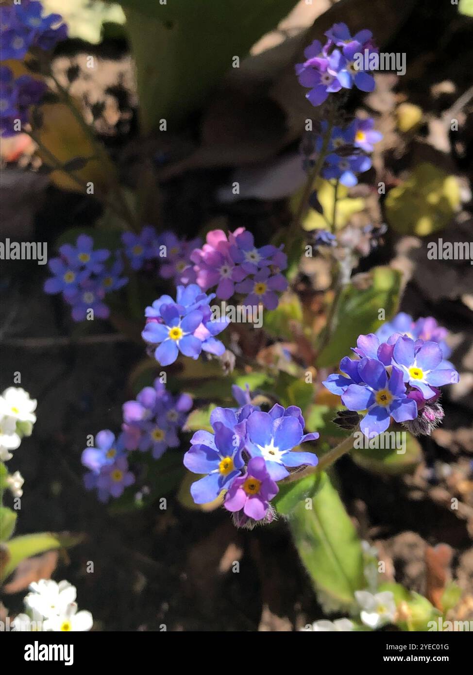 Wood Forget-me-not (Myosotis sylvatica Stock Photo - Alamy