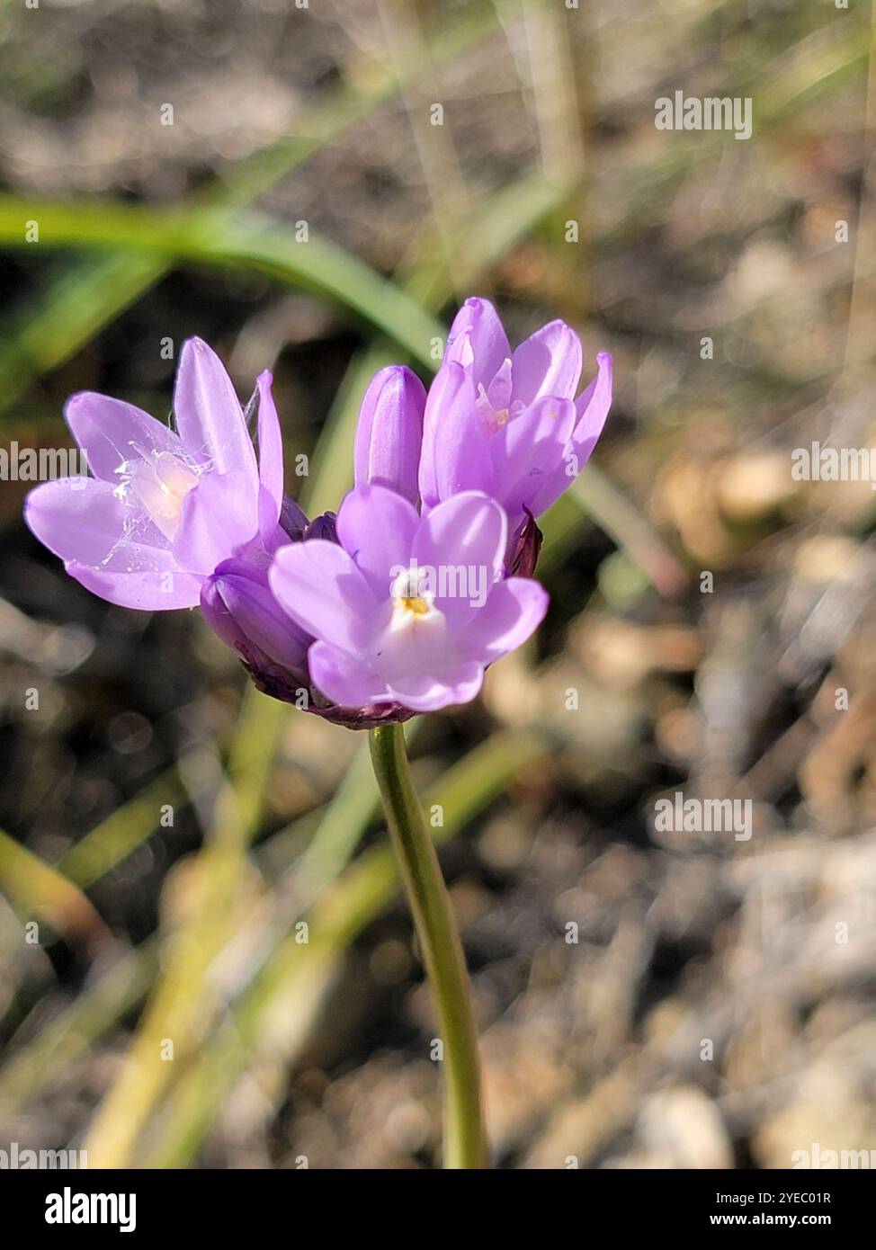 (Dipterostemon capitatus capitatus Stock Photo - Alamy