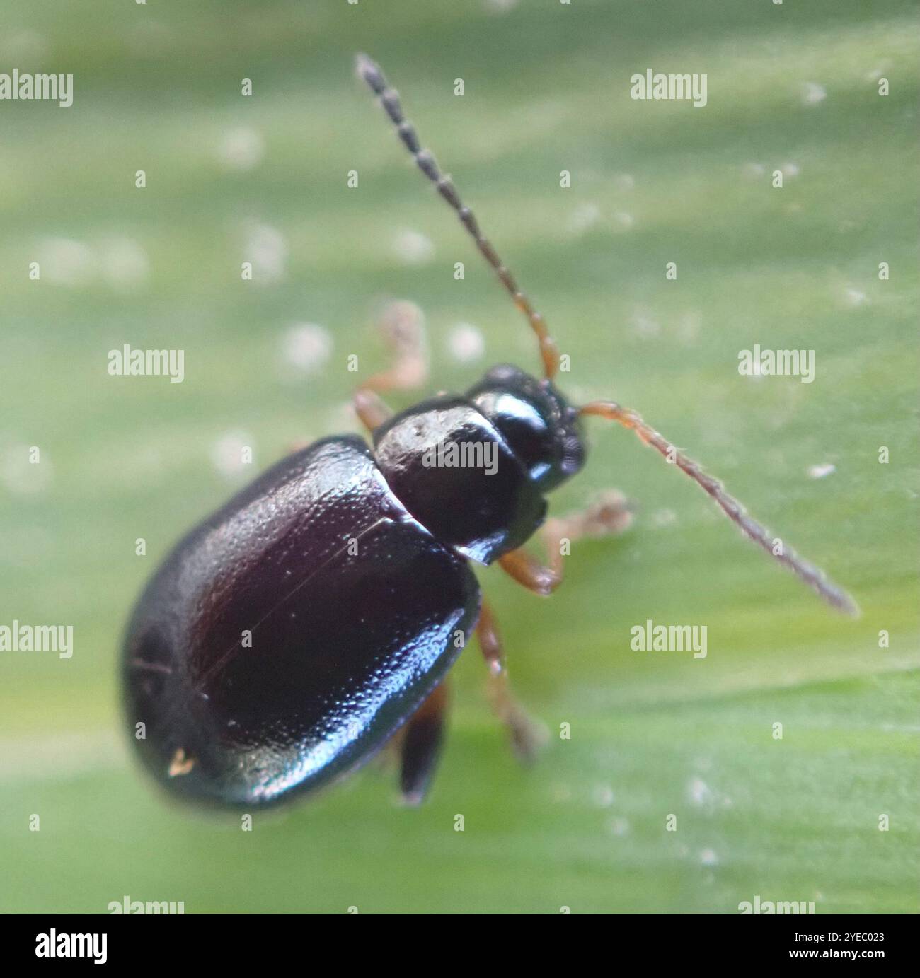 Iris Flea Beetle (Aphthona nonstriata Stock Photo - Alamy