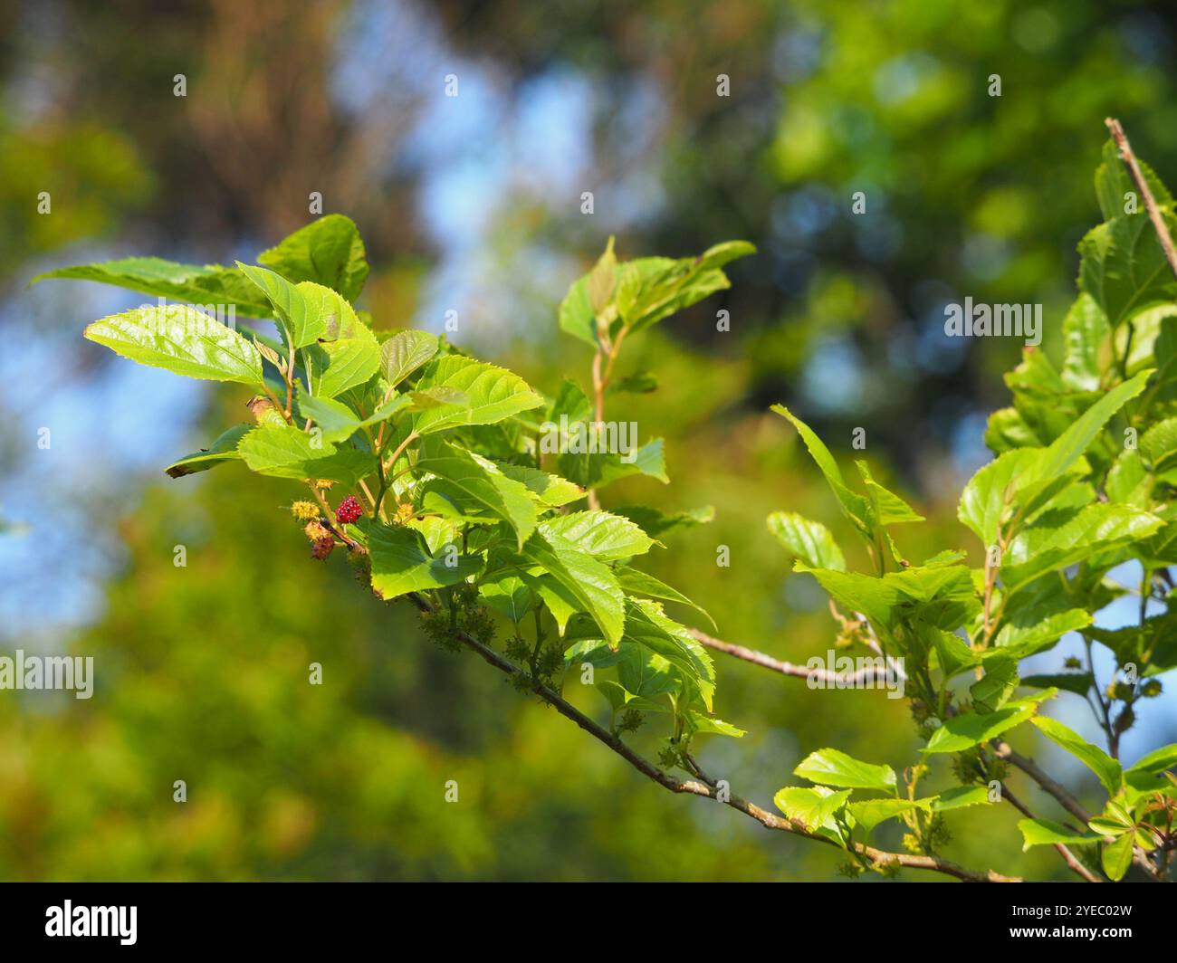 Korean mulberry (Morus indica Stock Photo - Alamy