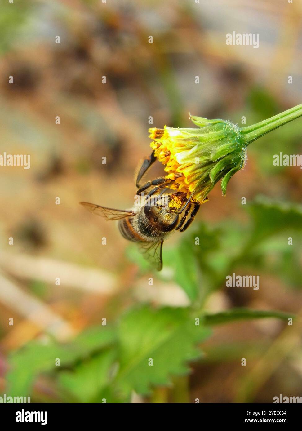 Cavity-nesting Honey Bees (Apis Stock Photo - Alamy