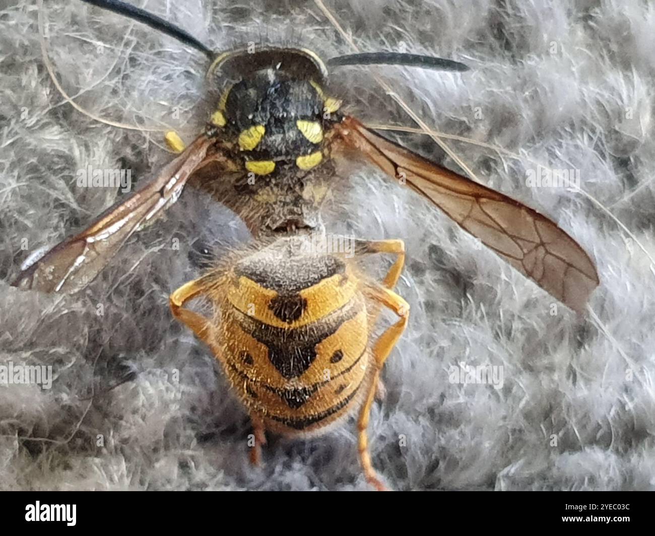 German Yellowjacket (Vespula germanica Stock Photo - Alamy