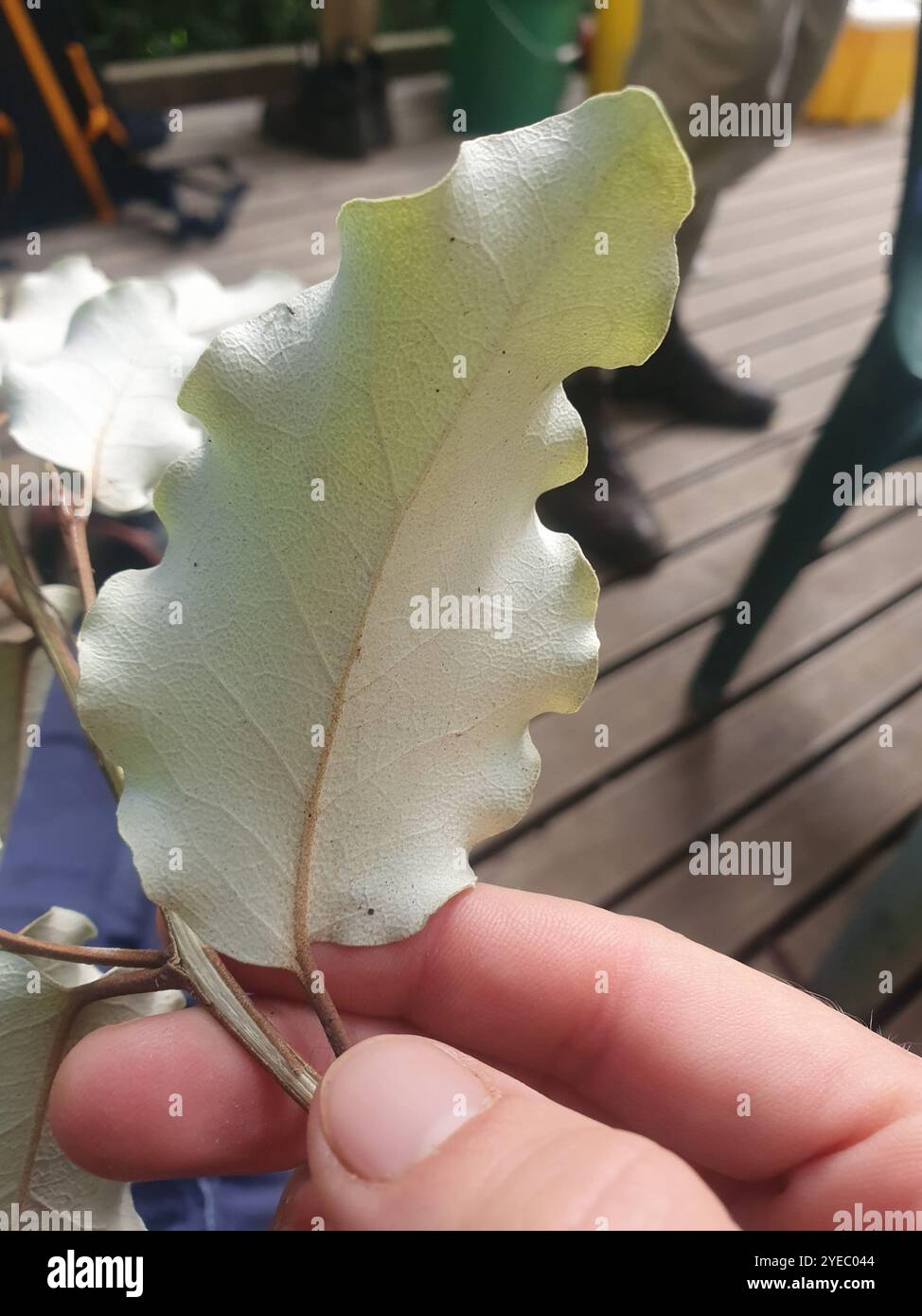 Akiraho (Olearia paniculata Stock Photo - Alamy