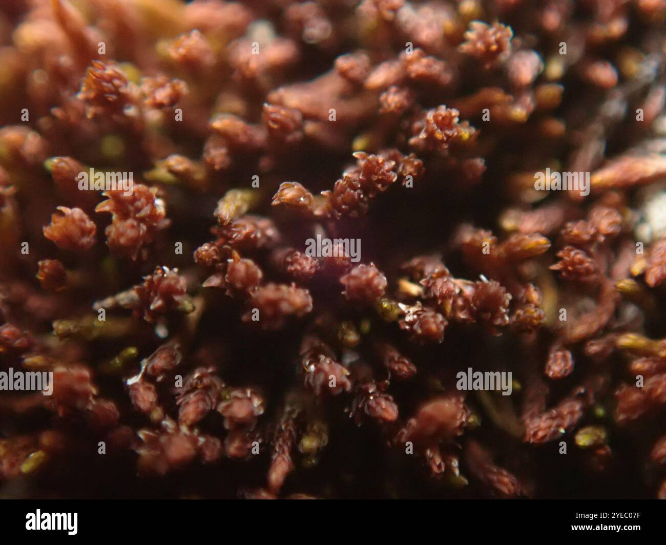 Black Rock Moss (Andreaea rupestris Stock Photo - Alamy