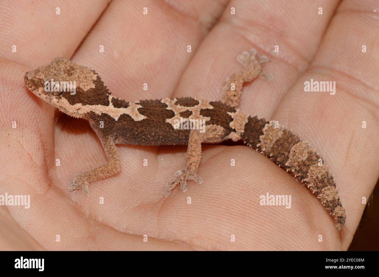 Rough thick toed gecko hi-res stock photography and images - Alamy