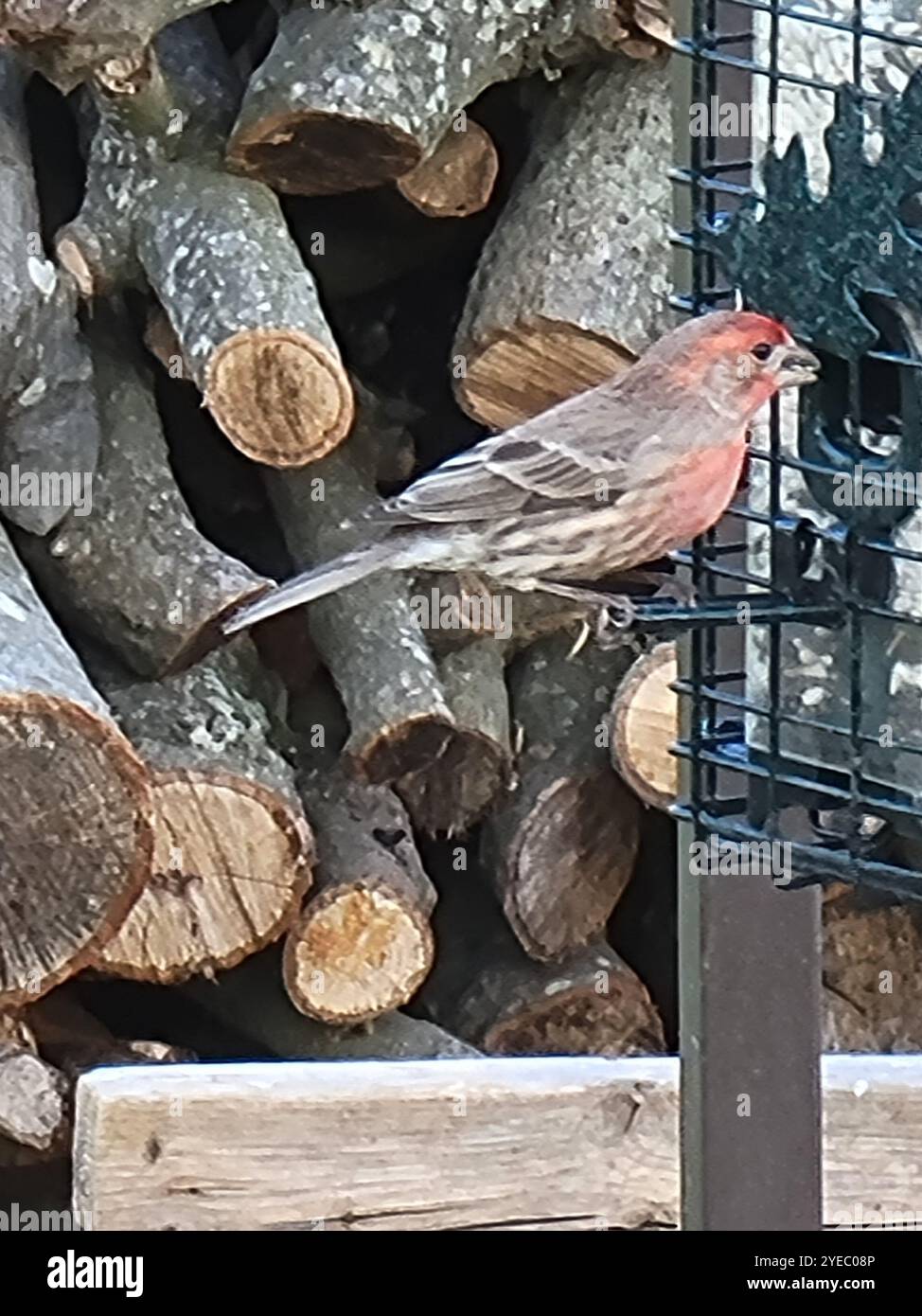 House Finch (Haemorhous mexicanus Stock Photo - Alamy
