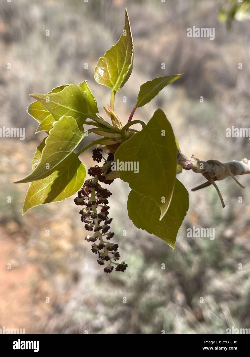 Fremont Cottonwood (Populus fremontii Stock Photo - Alamy
