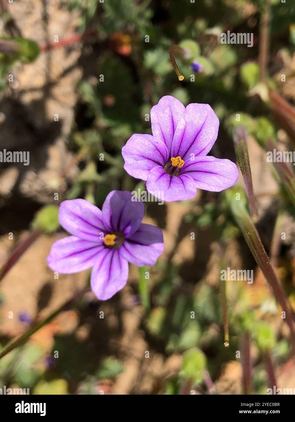 Mediterranean Stork's-bill (Erodium botrys Stock Photo - Alamy