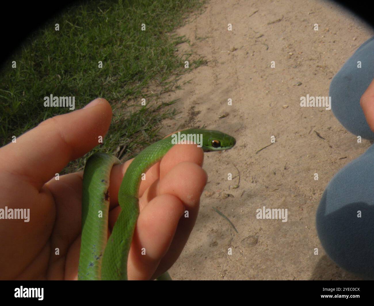 Brazilian green racer hi-res stock photography and images - Alamy