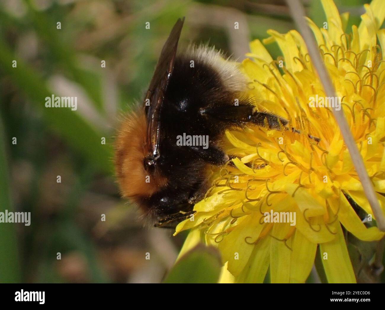 Tree Bumble Bee (Bombus hypnorum Stock Photo - Alamy