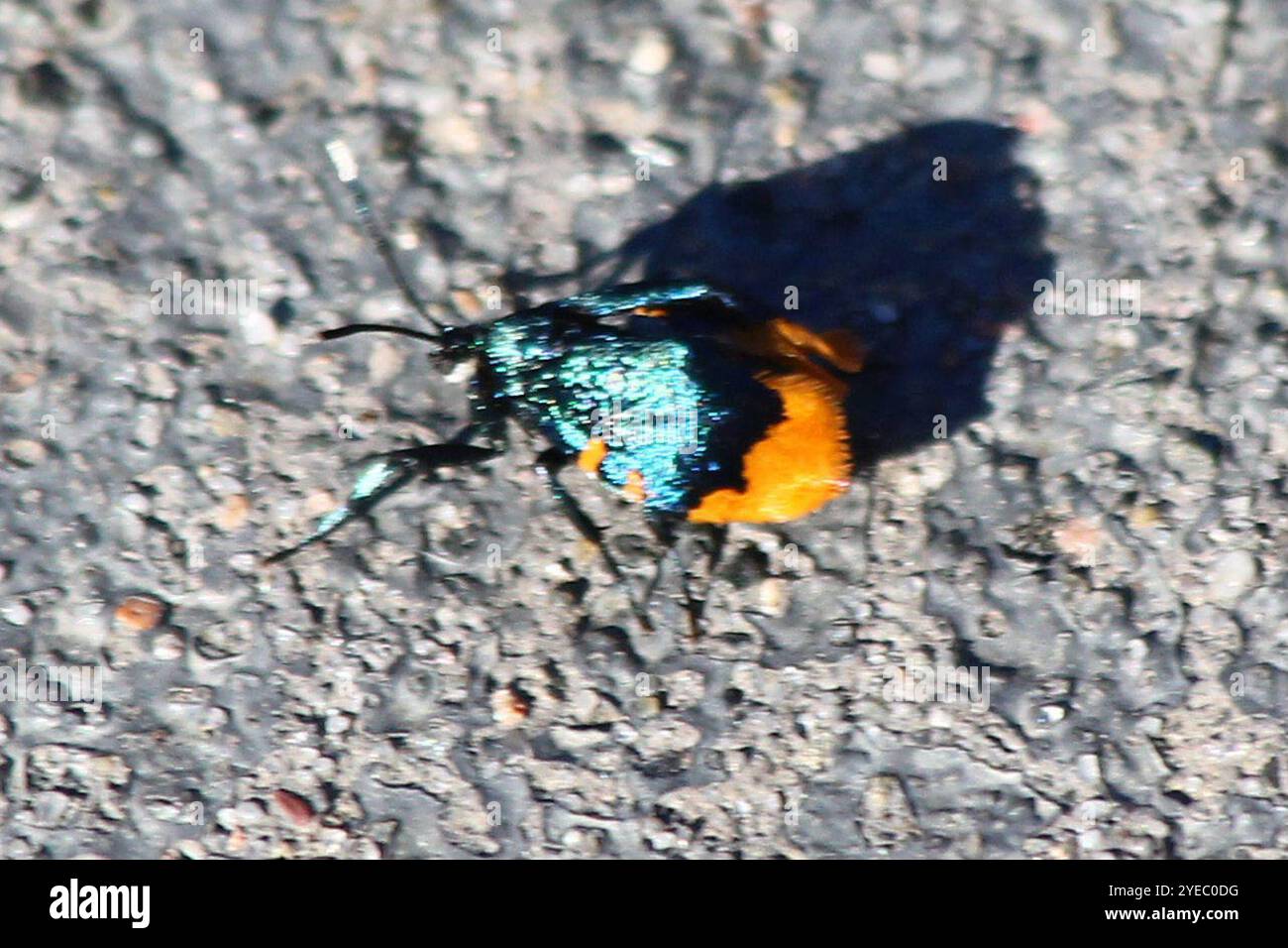 Australian bag moth hi-res stock photography and images - Alamy