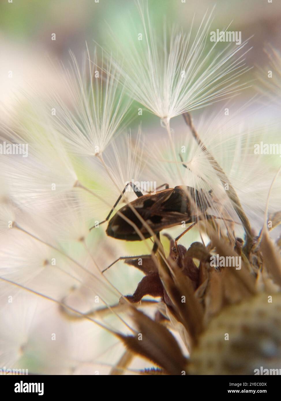 bright-spotted groundbug (Rhyparochromus vulgaris Stock Photo - Alamy