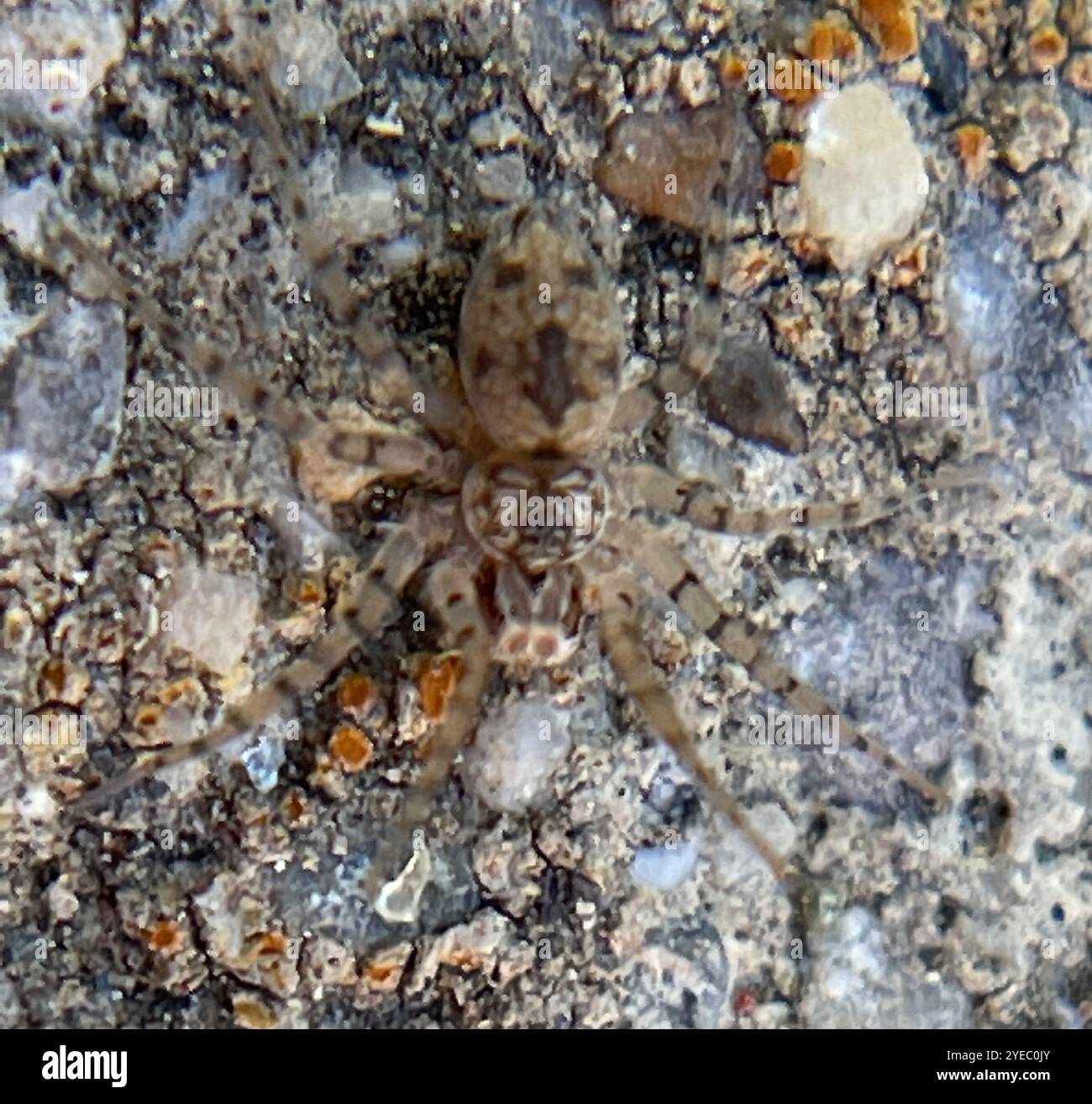 Wall Spiders (Oecobius Stock Photo - Alamy