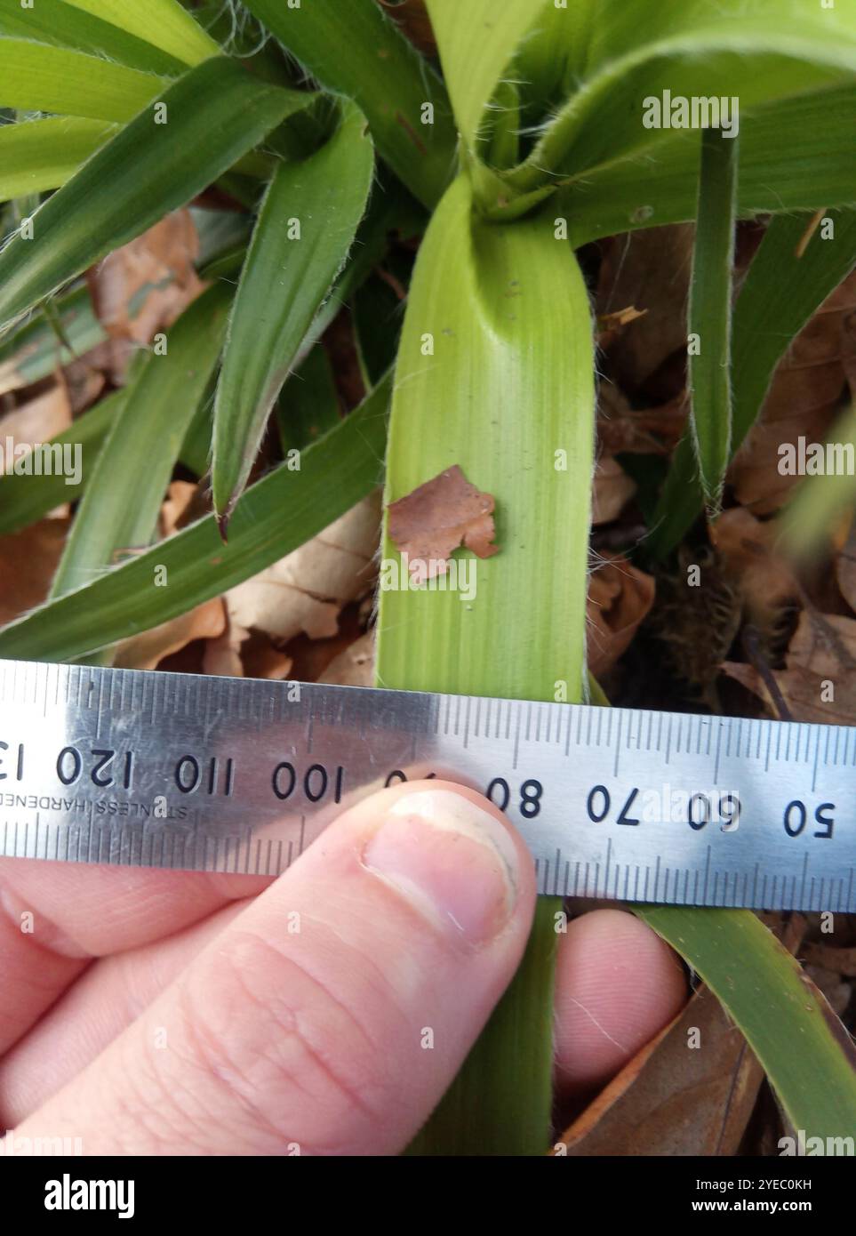 Great Woodrush (Luzula sylvatica Stock Photo - Alamy