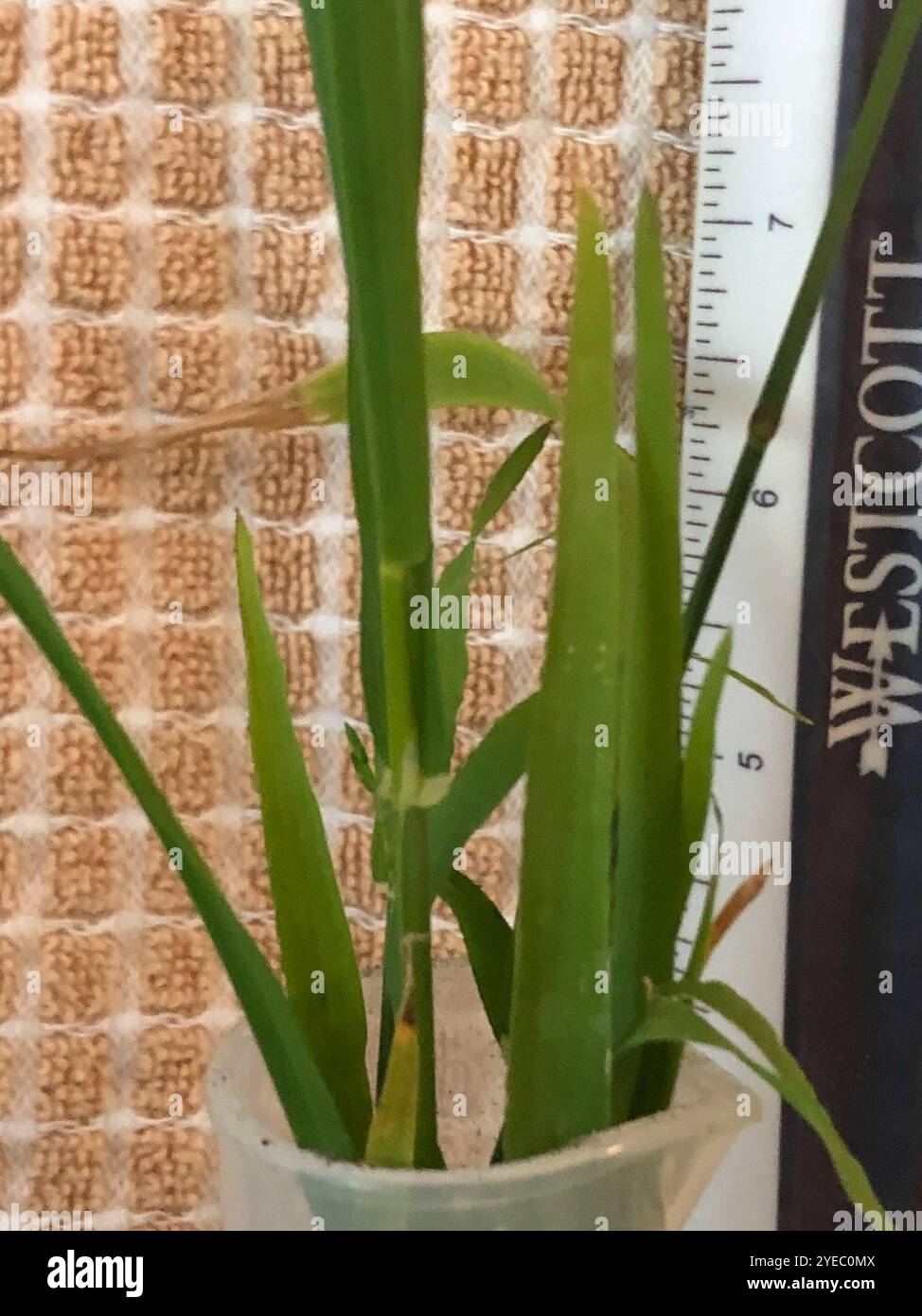 panic veldtgrass (Ehrharta erecta Stock Photo - Alamy