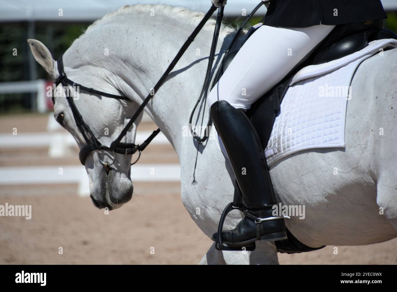 A closeup of a bay horse in dressage tack in the ring during a ...