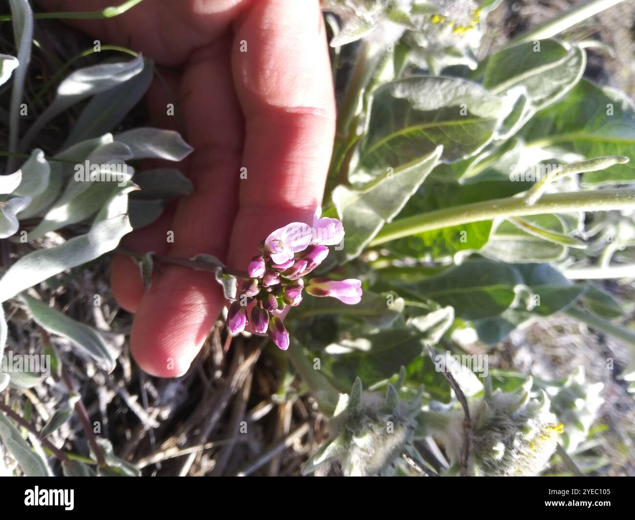 daggerpod (Phoenicaulis cheiranthoides Stock Photo - Alamy