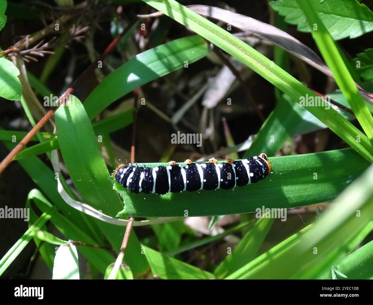 Regnatrix hi-res stock photography and images - Alamy