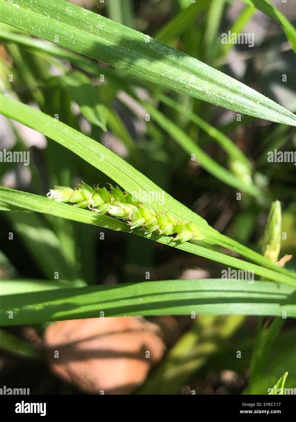 Carex gholsonii hi-res stock photography and images - Alamy