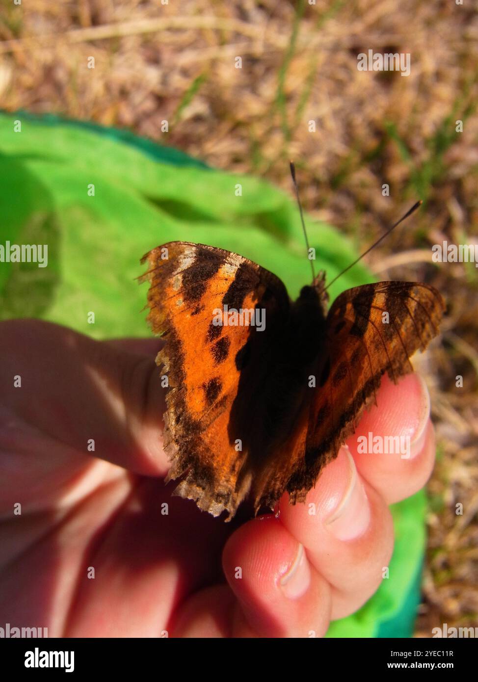 Nymphalis xanthomelas scarce tortoiseshell hi-res stock photography and ...