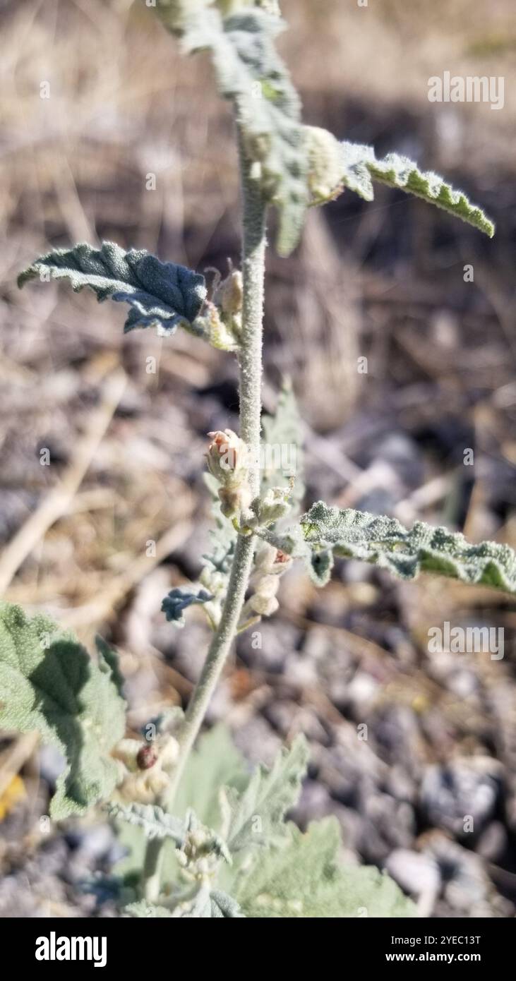 narrowleaf globemallow (Sphaeralcea angustifolia Stock Photo - Alamy