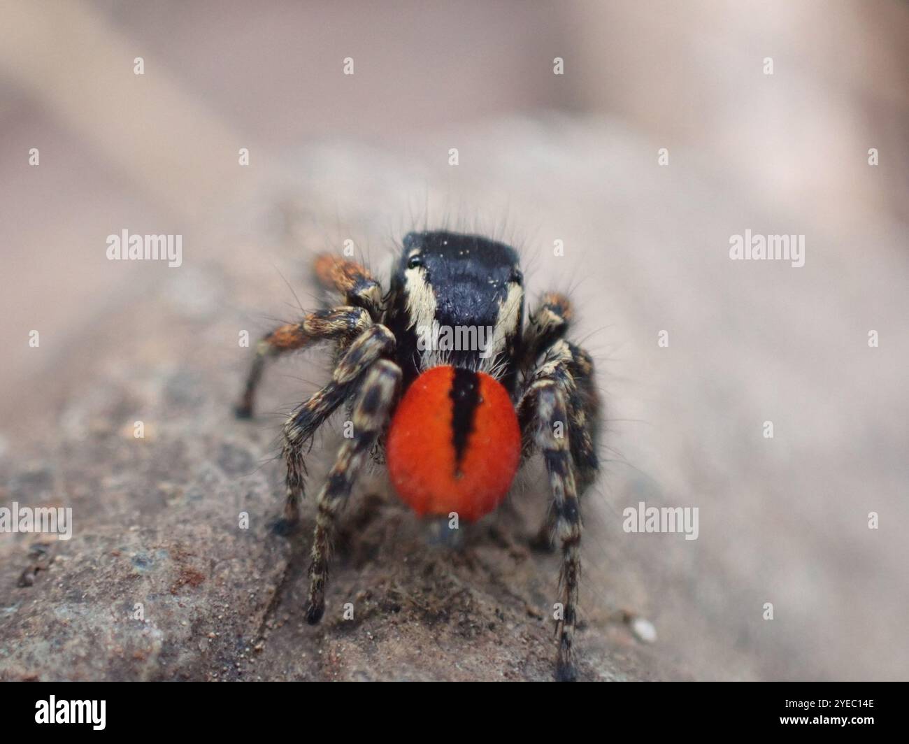 Red-bellied Jumping Spider (Philaeus chrysops Stock Photo - Alamy