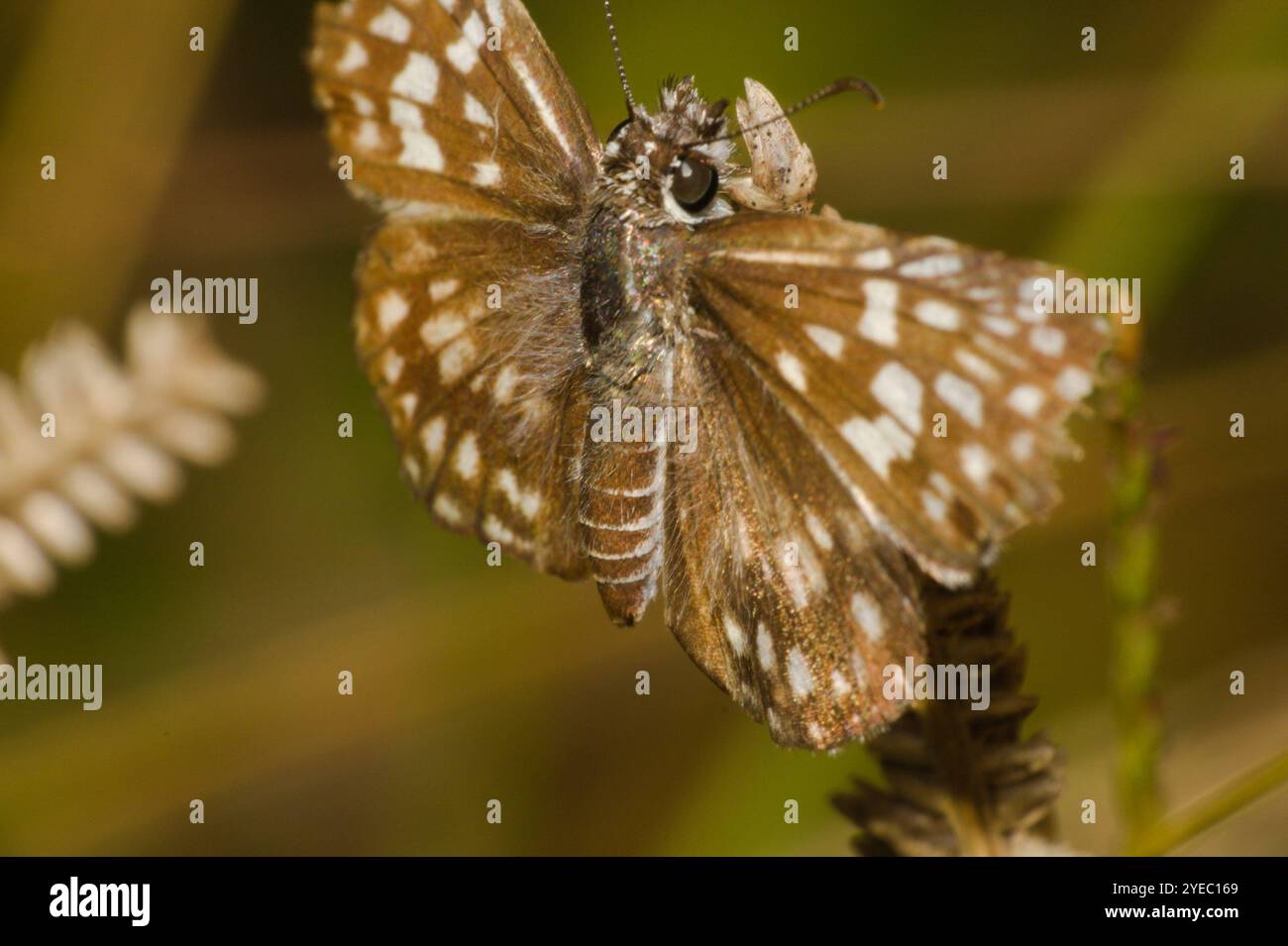 Orcus Checkered-Skipper (Burnsius orcus Stock Photo - Alamy
