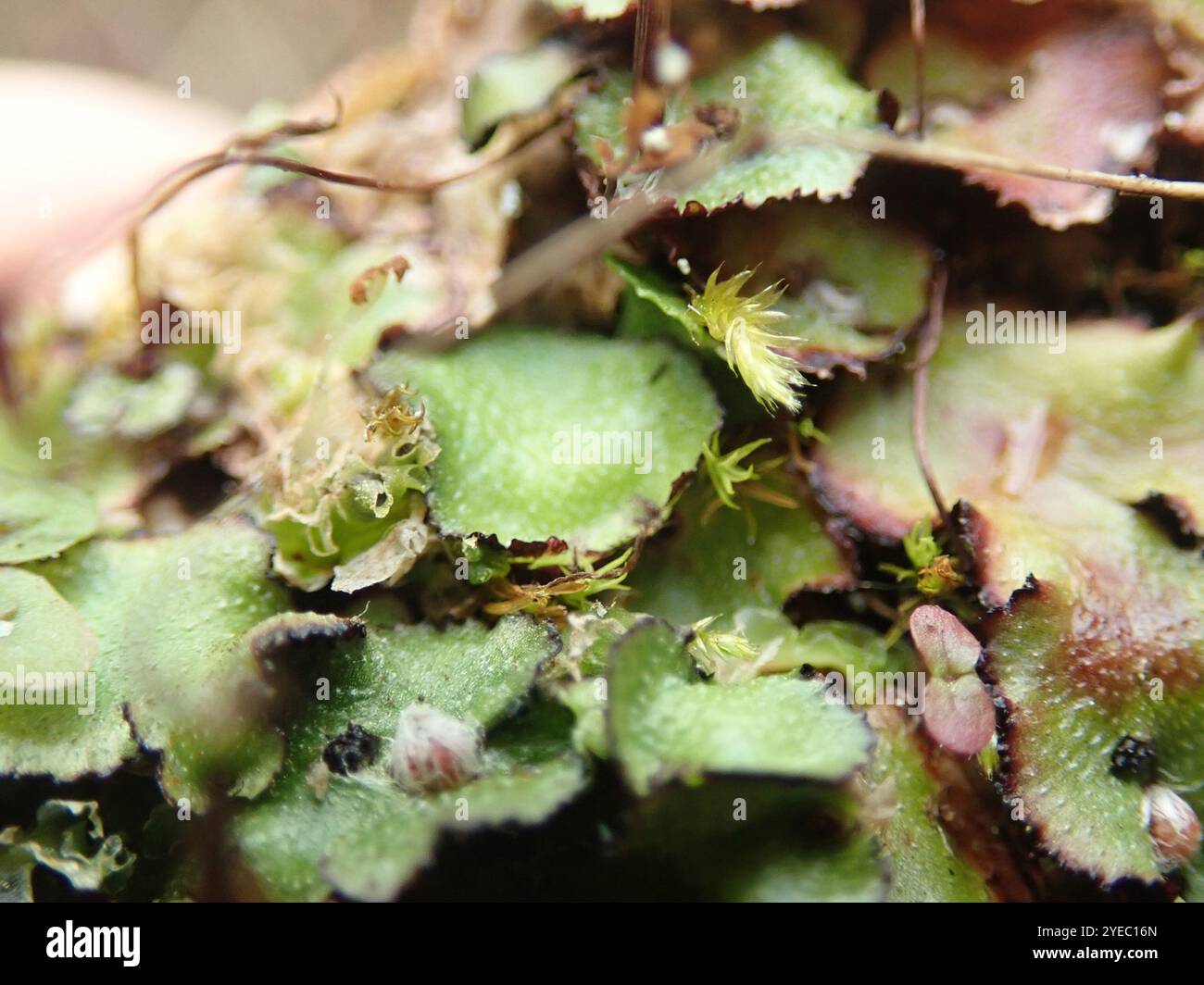 Hemisphaeric Liverwort (Reboulia hemisphaerica Stock Photo - Alamy