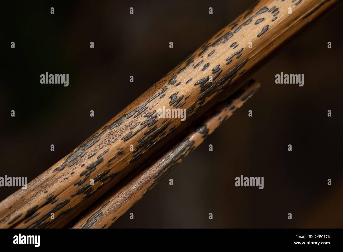 Bracken map hi-res stock photography and images - Alamy