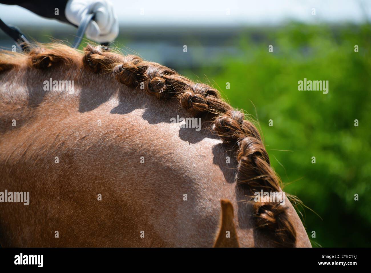 A closeup of the mane of a chestnut brown horse made up in multiple ...