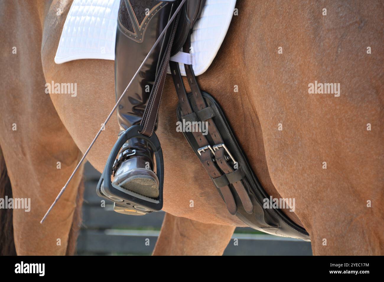 A closeup of the leg, boot, and stirrup of a dressage horseback rider ...