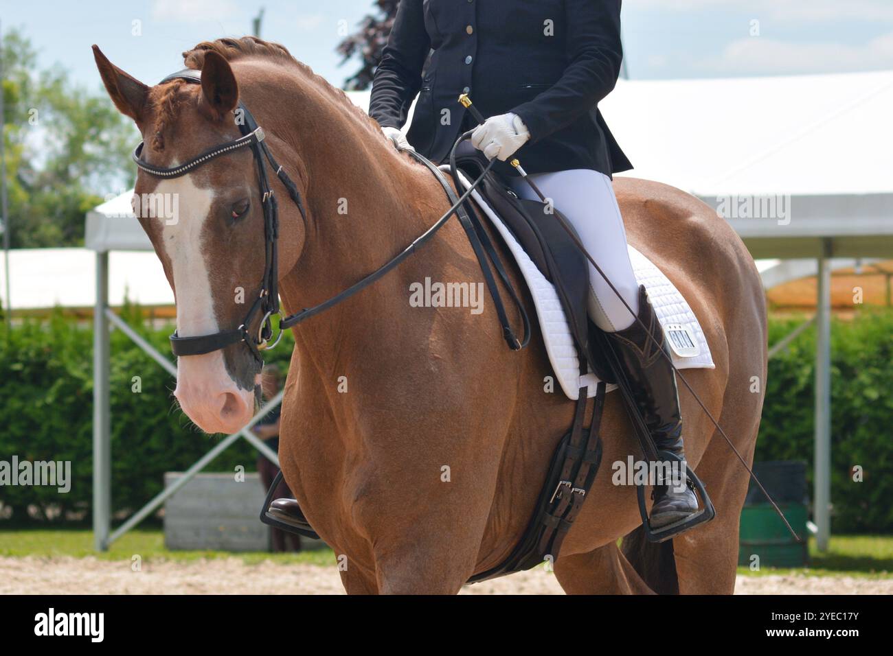 Closeup of a dressage horseback rider holding the reins and about to ...