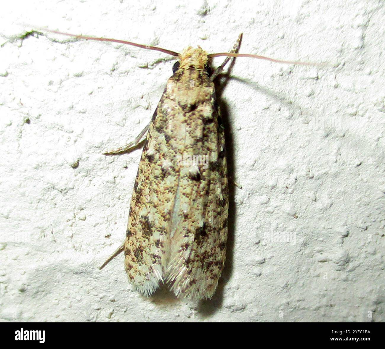 Butterflies and Moths (Lepidoptera Stock Photo - Alamy