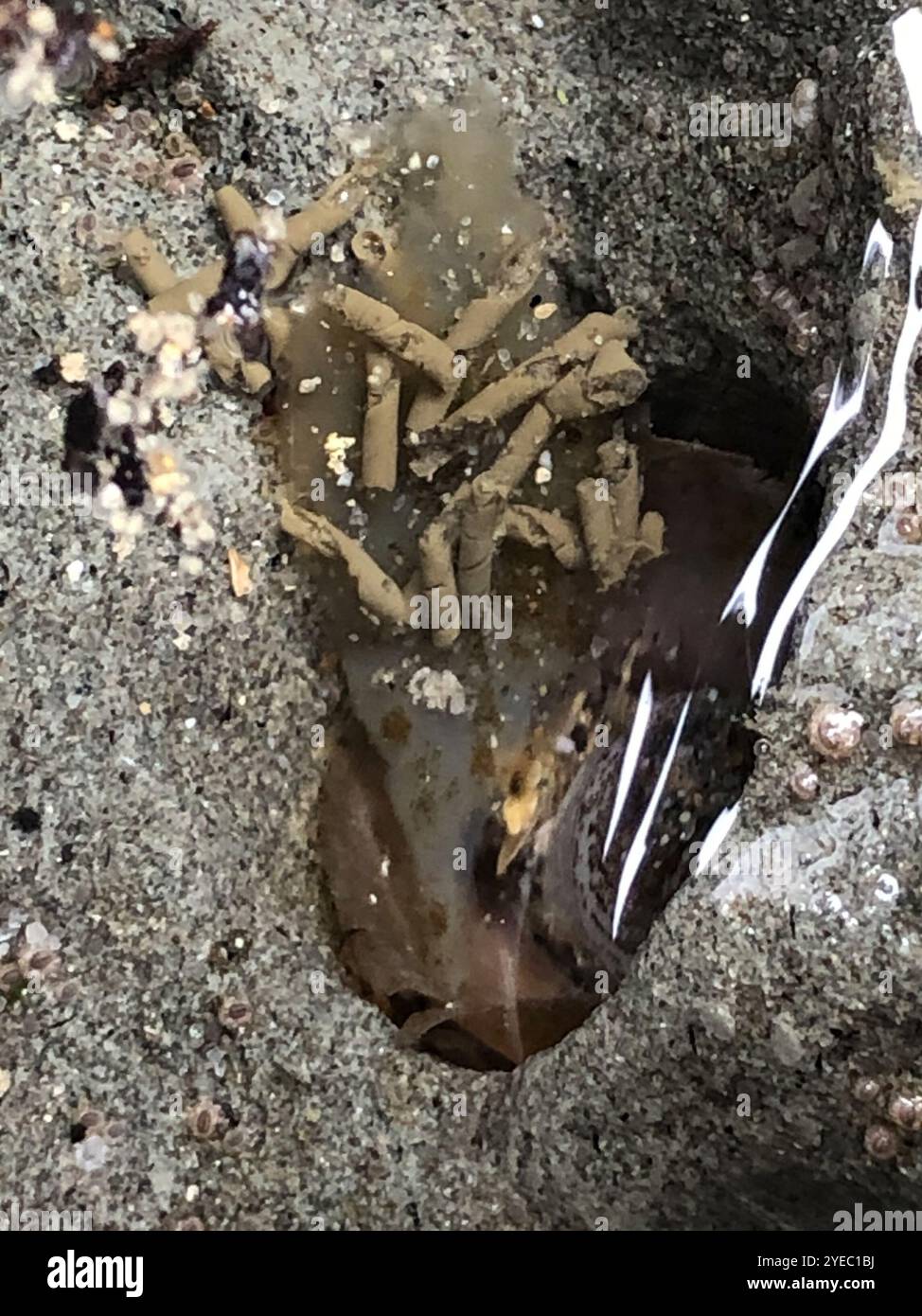 Flat-tip Piddock (Penitella penita Stock Photo - Alamy