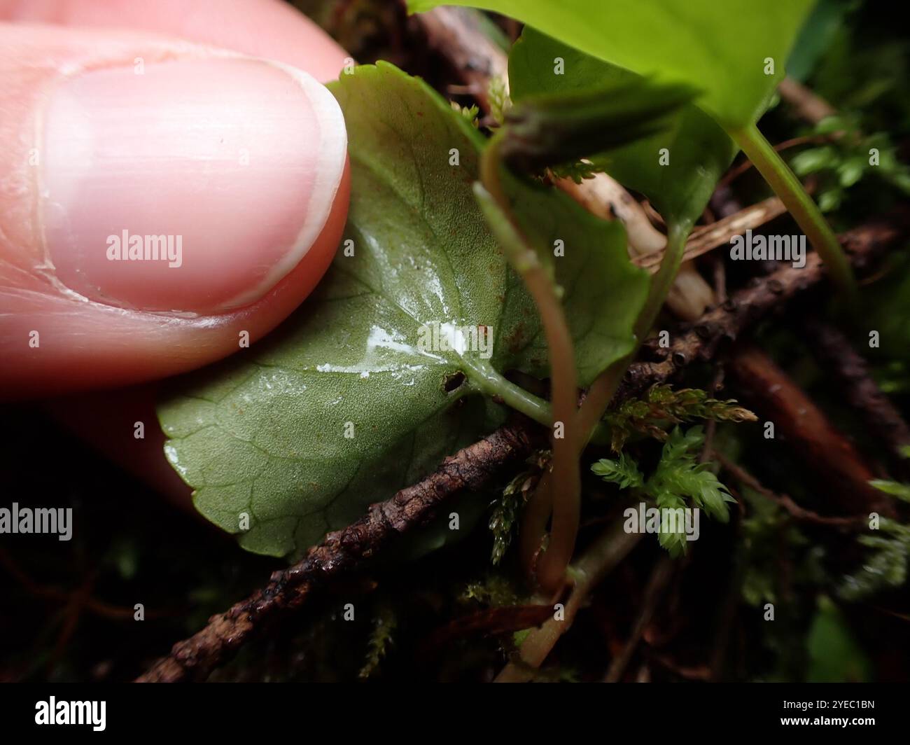 Redwood Violet (Viola sempervirens Stock Photo - Alamy